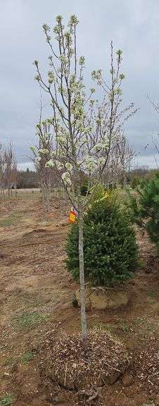 Cleveland Select Pear Tree. - Kraft Auction Service, LLC