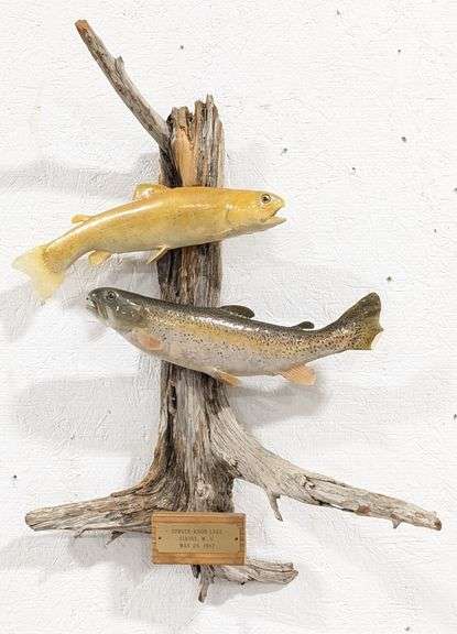 Brown Trout & Golden Trout Full Body Taxidermy on Driftwood - Kraft ...