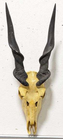 African Greater Eland Skull & Horn Mount - Kraft Auction Service, LLC