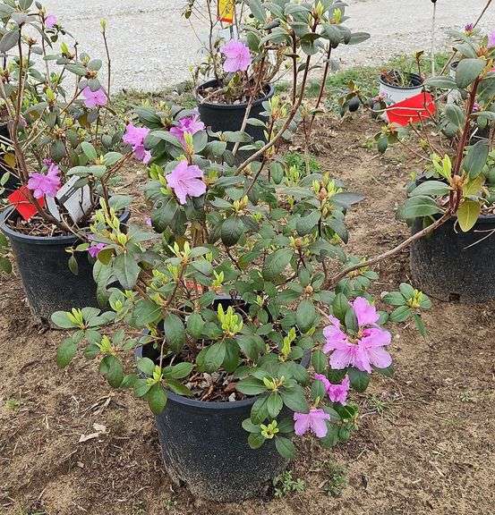 Rhododendron PJM Tree. - Kraft Auction Service, LLC
