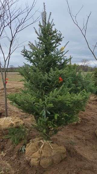 1.75" Frasier Fir - Kraft Auction Service, LLC