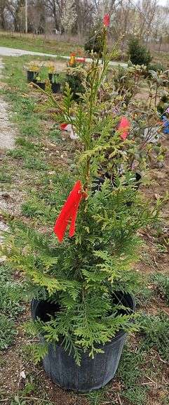 Green Giants Arb. Tree. 1.75" - Kraft Auction Service, LLC