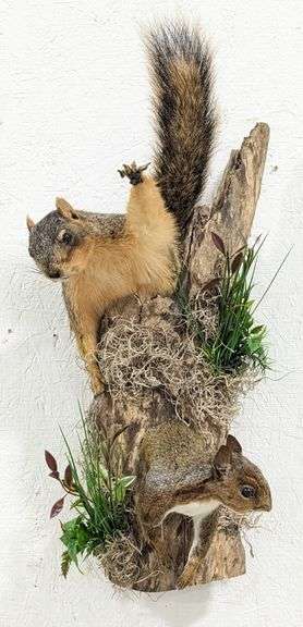 Two Red Squirrels in a Log Taxidermy Mount - Kraft Auction Service, LLC