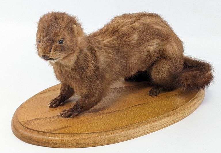 American Mink on Wooden Base - Kraft Auction Service, LLC
