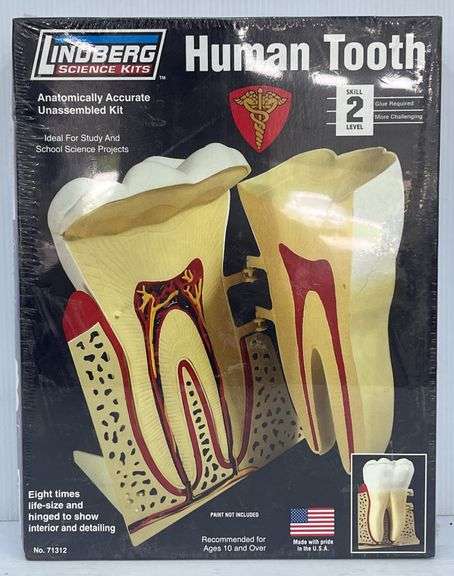 Lindberg Anatomically Accurate Human Tooth Model Kit - Kraft Auction ...