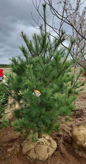White Pine Tree. - Kraft Auction Service, LLC