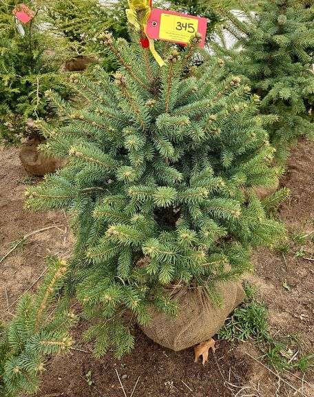 Blue Spruce 1.75" Tree. - Kraft Auction Service, LLC