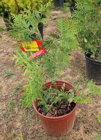 Green Giant Arb Tree. 1.75" - Kraft Auction Service, LLC