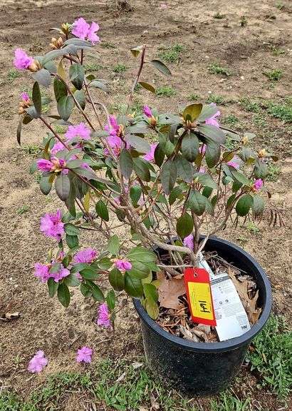 Rhododendron PJM Tree. - Kraft Auction Service, LLC