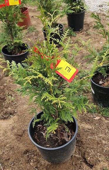 Green Giant Arb Tree. 1.75" - Kraft Auction Service, LLC