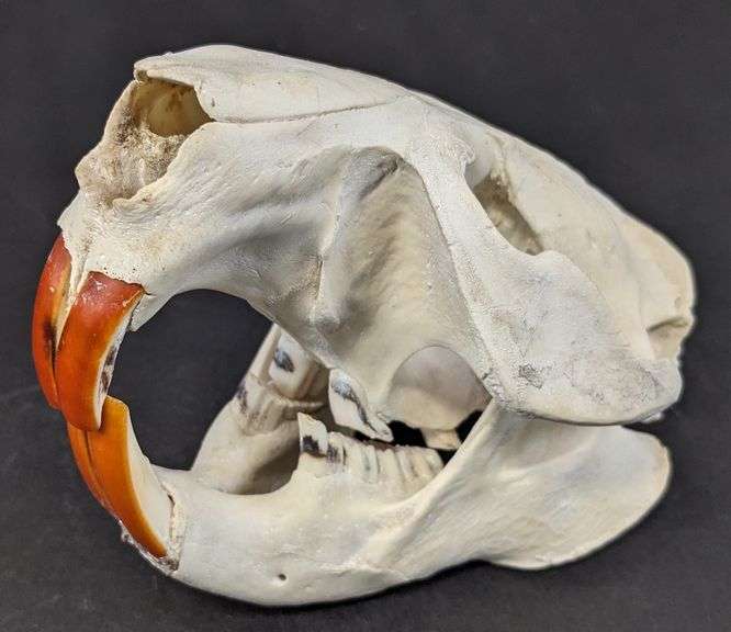 Beaver Skull - Kraft Auction Service, LLC