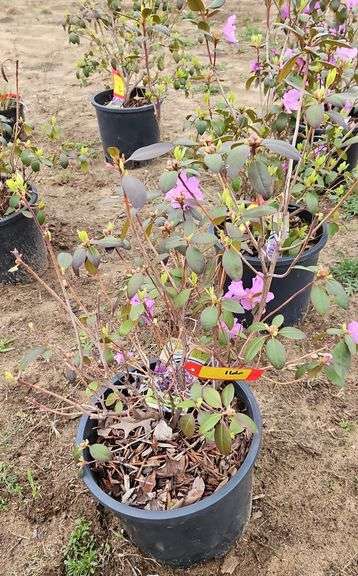 Rhododendron PJM Tree. - Kraft Auction Service, LLC