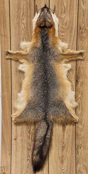Tanned Red Fox Pelt on Board - Kraft Auction Service, LLC