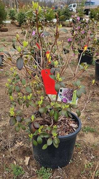 Rhododendron PJM Tree. - Kraft Auction Service, LLC