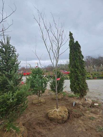 1.75" Red Bud - Kraft Auction Service, LLC