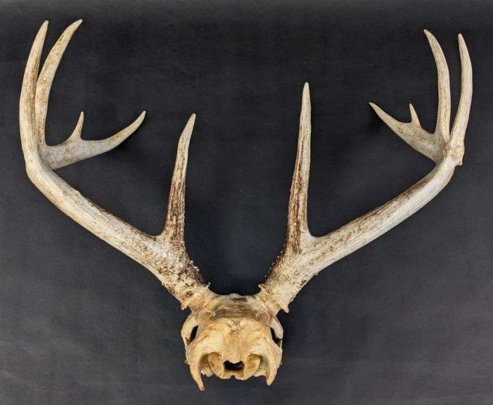 10 Point Antlers - Kraft Auction Service, LLC