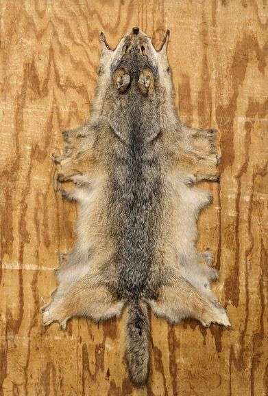Tanned Coyote Pelt on Board - Kraft Auction Service, LLC