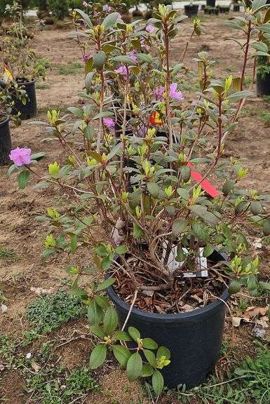 Rhododendron PJM Tree. - Kraft Auction Service, LLC