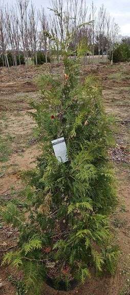 Arborvitae Dark Green Tree. - Kraft Auction Service, LLC