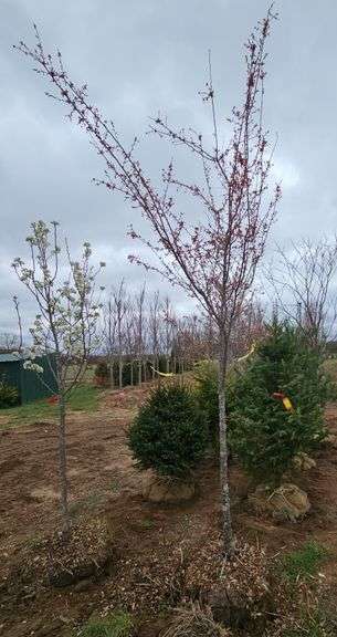 Okame Cherry Tree. 2" - Kraft Auction Service, LLC