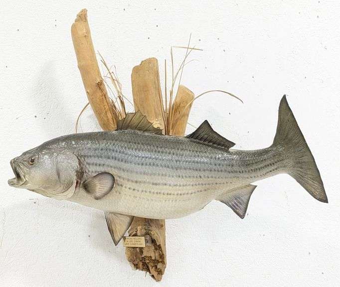 38in Striped Bass Taxidermy Wall Mount on Driftwood - Kraft Auction ...