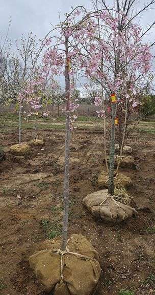 OLO Tree & Shrub Auction - Walkerton, IN - Kraft Auction Service, LLC