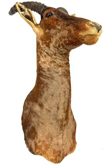 African Tsessebe Shoulder Taxidermy Mount - Kraft Auction Service, LLC