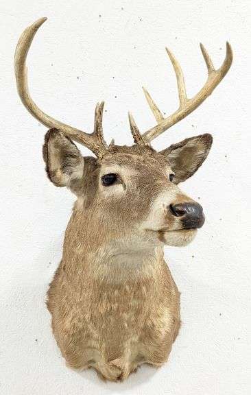 11-Point Whitetail Deer Shoulder Mount Taxidermy - Kraft Auction ...