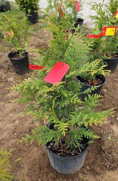 Green Giant Arb Tree. 1.75" - Kraft Auction Service, LLC