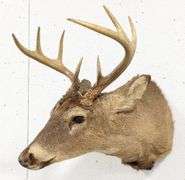 8-Point Whitetail Deer Shoulder Mount Taxidermy - Kraft Auction Service ...