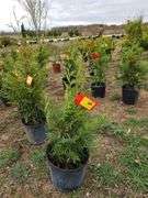 Green Giants Arb. Tree. 1.75" - Kraft Auction Service, LLC