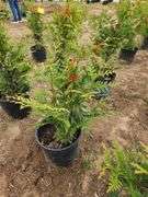 Green Giant Arb Tree. 1.75" - Kraft Auction Service, LLC