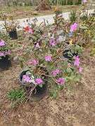 Rhododendron PJM Tree. - Kraft Auction Service, LLC