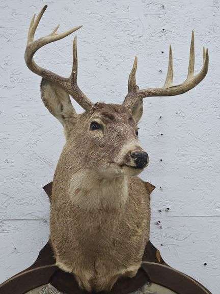(AJ) Mounted 10 Point Buck With Mounted Hooves/Coat Hooks, With Wooden ...