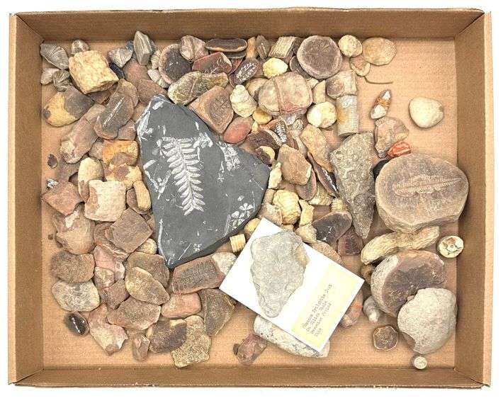 Assorted Fossils And Phacos Trilobite Cast On Silica Shale Devonian ...