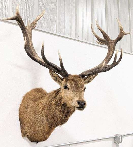 Quality Large Red Stag Shoulder Mount Taxidermy - Kraft Auction Service ...