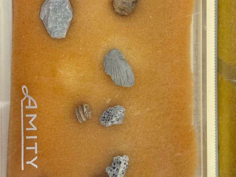 Display Case Containing Brachiopod Fossils From Indiana & A collection ...