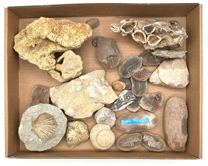 Assorted Fossils Incl. Marked Fern Fossil - Kraft Auction Service, LLC