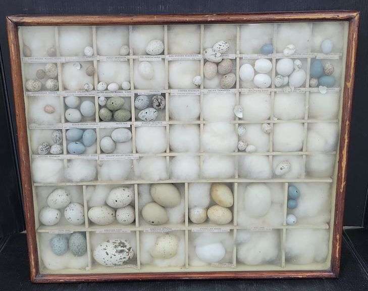 (L) Framed Collection Of Various Bird Eggs Including The American ...