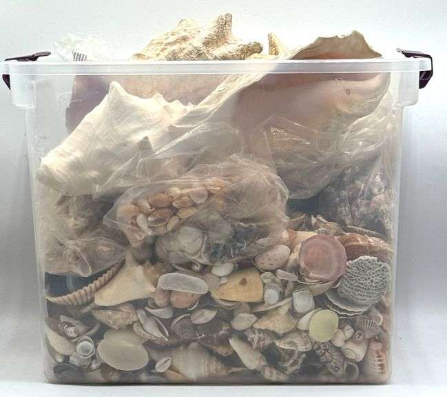 Assorted Sea Shells - Kraft Auction Service, LLC