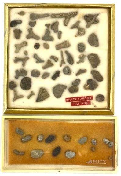 Display Case Containing Brachiopod Fossils From Indiana & A collection ...