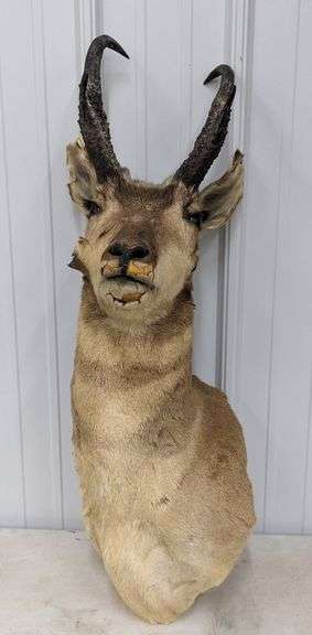 Zombie Pronghorn Antelope Taxidermy Shoulder Mount. (Mount 36"" & Horns ...