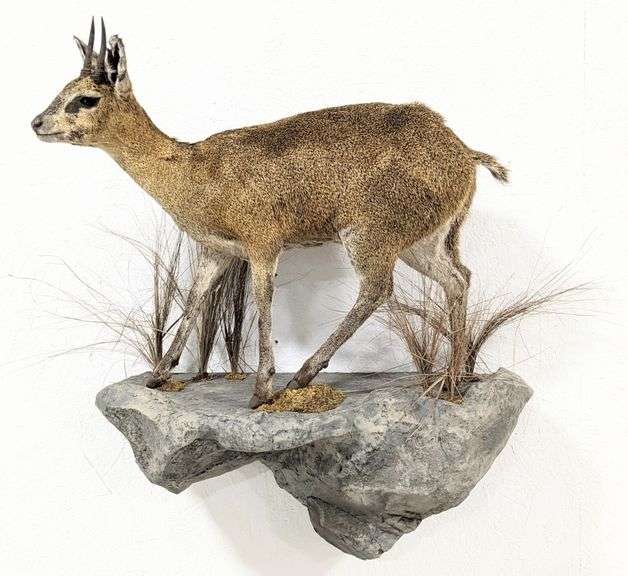 African Klipspringer Full Body Taxidermy Wall Mount - Kraft Auction ...