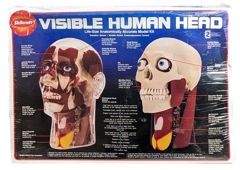 Skilcraft Life Size Visible Human Head Anatomically Accurate Model Kit ...