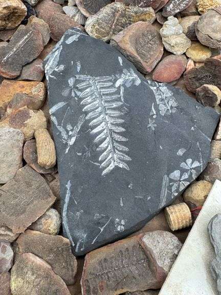 Assorted Fossils And Phacos Trilobite Cast On Silica Shale Devonian ...