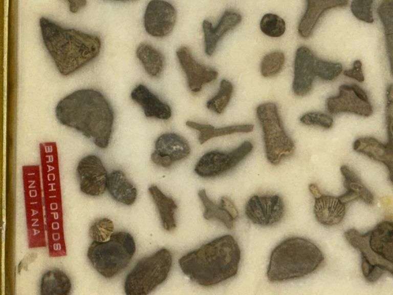 Display Case Containing Brachiopod Fossils From Indiana & A collection ...