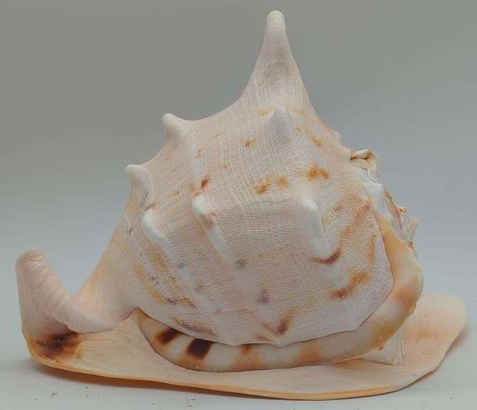(G) Horned Helmet Seashell - Kraft Auction Service, LLC