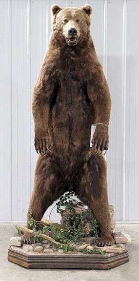 Giant Alaskan Brown Bear Full Body Taxidermy Mount - Kraft Auction ...