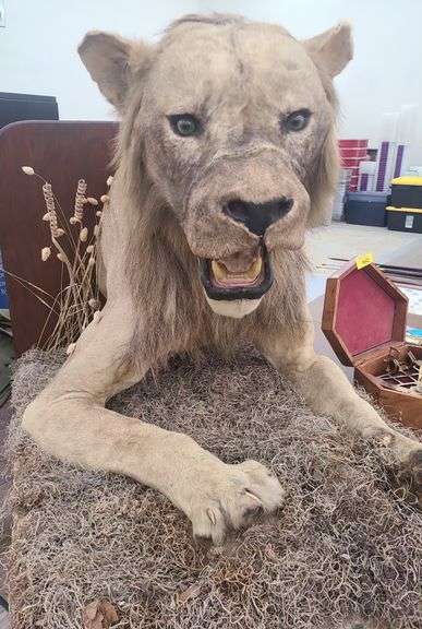 Older Lion Mount - Kramer Auction LLC