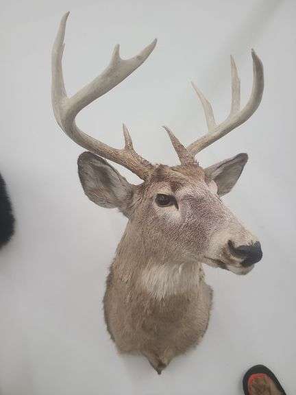 Whitetail Deer Head Mount - Kramer Auction LLC